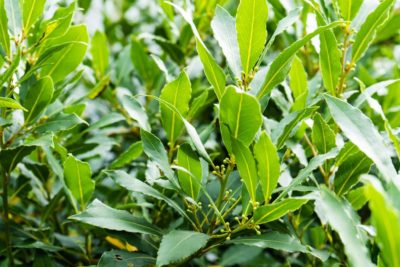 Growing Laurus Nobilis ‘Bay Tree': A Popular Ornamental For Year-Round ...
