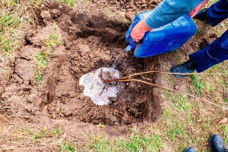 Growing Hazelnut Tree - 'If I Could Recommend Just One Native Tree ...