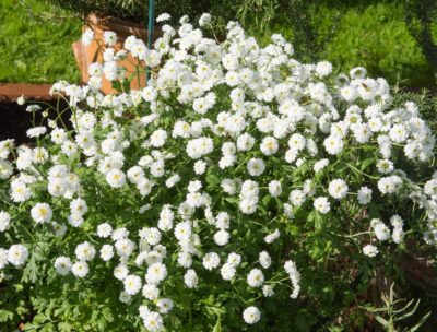 Expert Shares Feverfew Growing Tips For This Prolific Self Seeder ...
