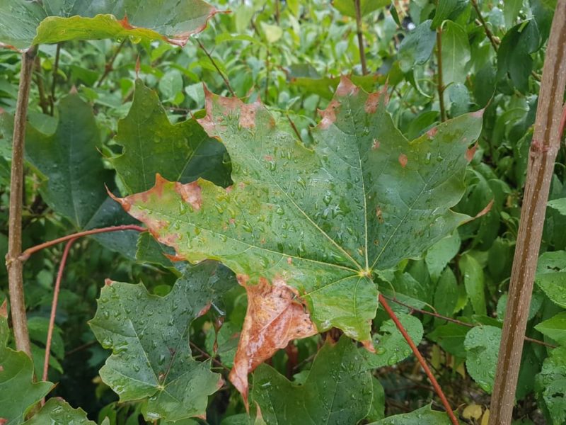 Agustin Coello-Vera On The Four Causes Of Acer Leaf Browning ...