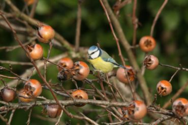 How To Grow A Medlar Fruit Tree | Horticulture.co.uk