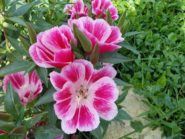 Gardeners Suggest 3 Options For Growing Godetia From Seed, Including ...