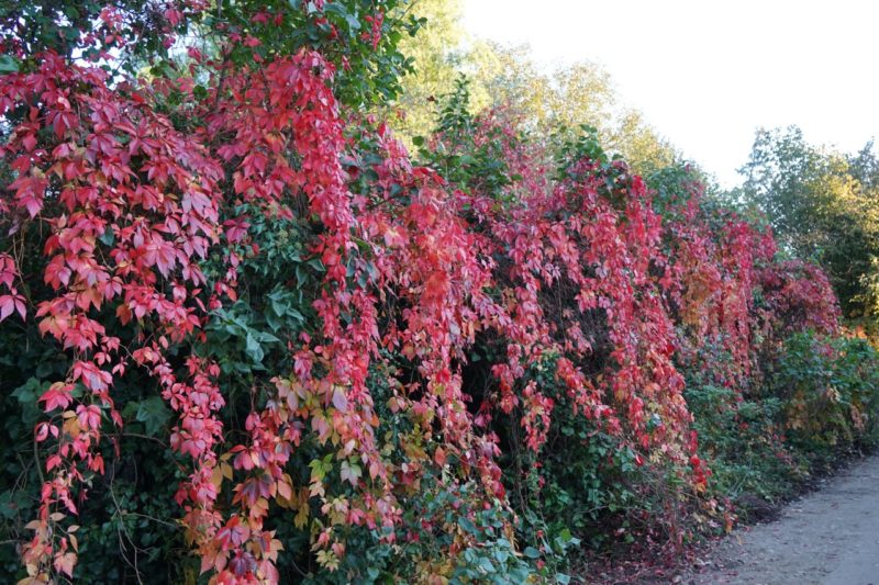Growing Virginia Creeper: Beware, This Non-Native Species Can Be Very ...