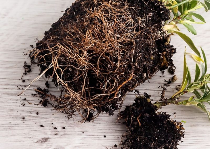 Start Dividing Your Salvias In Early Spring For More Plants, Experts ...