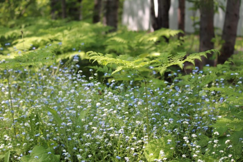 20 Companion Plants To Grow With Ferns | Horticulture.co.uk