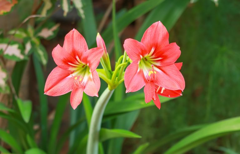 These 45 Plants Flower In May - Here's What Flo Headlam's Growing In ...