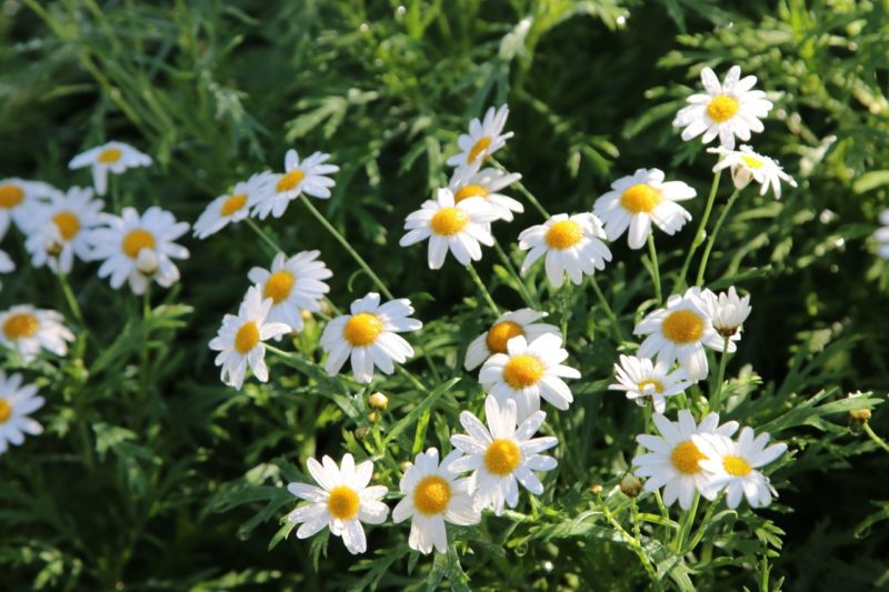 40 Daisy-Like Flowers With Growing Tips From RHS Gold Medalist Juliet ...
