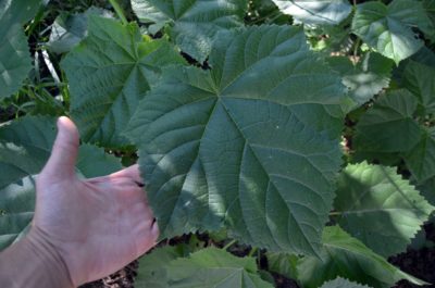 Mollie Brown Shares 25 Plants With Heart-Shaped Leaves To Help Spread ...