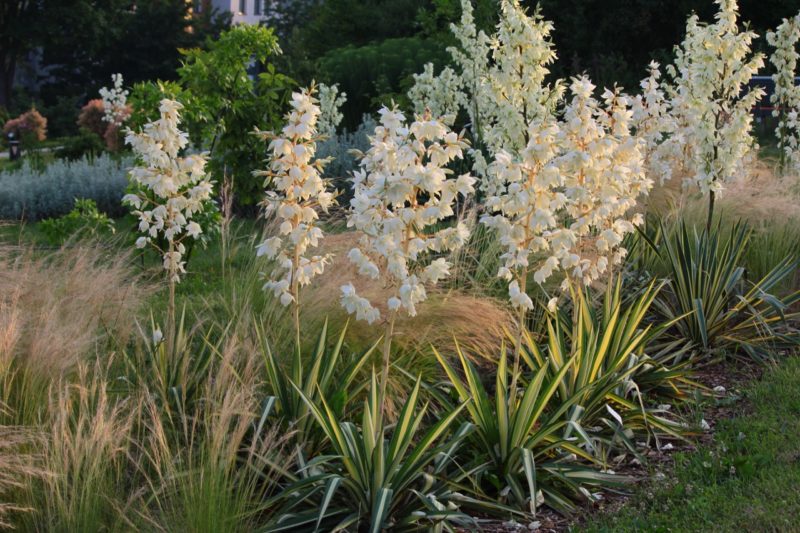 8 Yucca Varieties - Tender & Hardy | Horticulture.co.uk