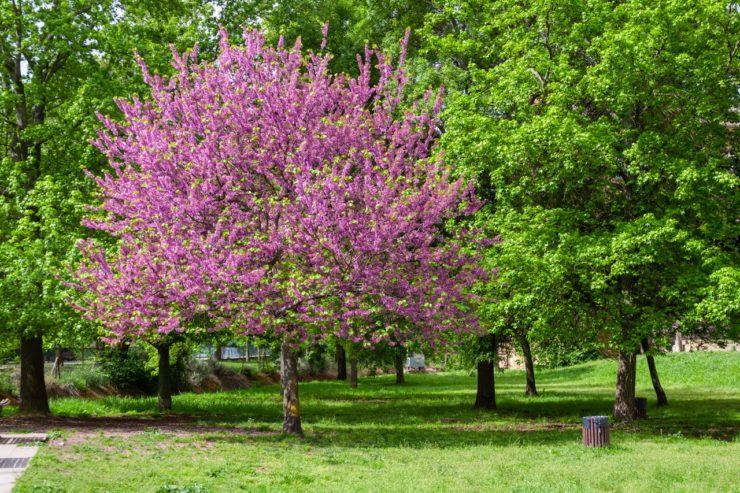 Cercis Siliquastrum ‘Judas Tree’ - A Nitrogen Fixer Suited To Milder ...