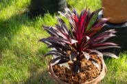 How To Propagate Cordyline - 5 Methods | Horticulture.co.uk