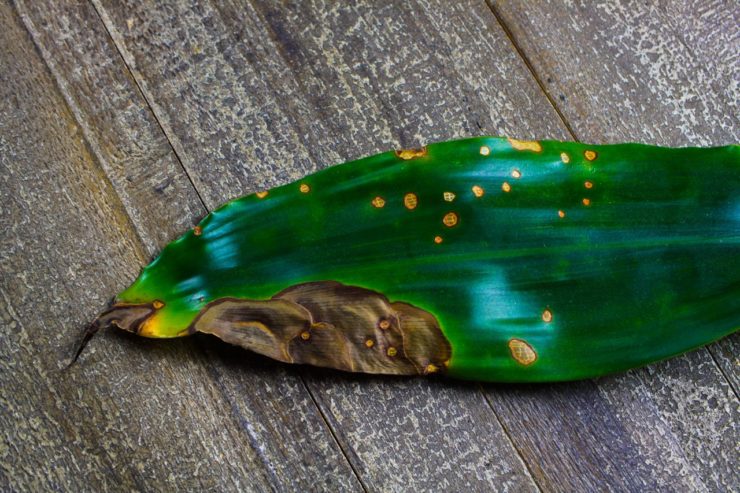 Cultivation, Fungal And Pest Issues Can Sometimes Affect Yuccas - These ...