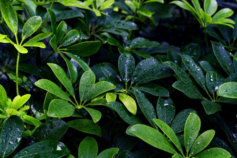 Schefflera ‘Umbrella Plant’ - Common Types, Watering, Repotting And ...