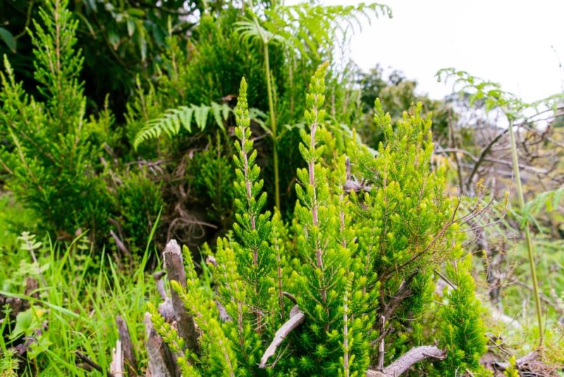 Erica Arborea 'Tree Heather' Care & Growing | Horticulture
