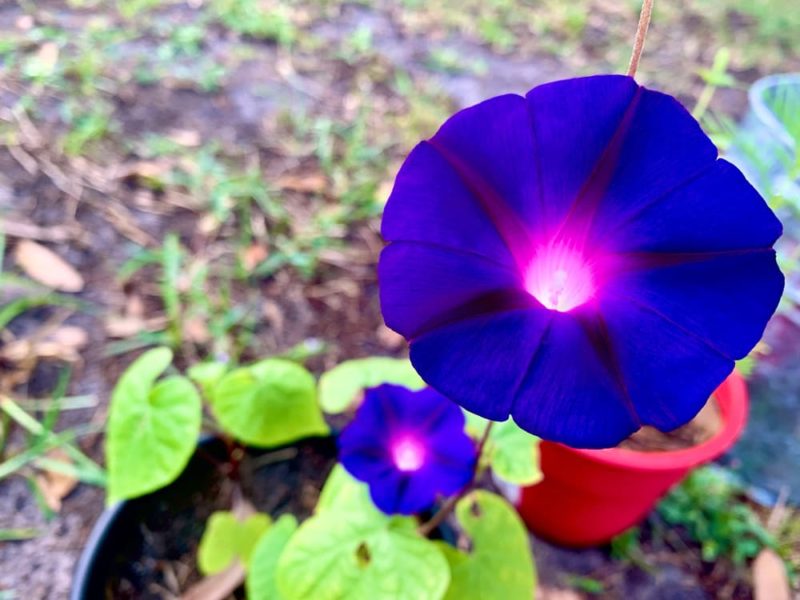Why And How To Grow Morning Glory - There Can Be Some Confusion With ...