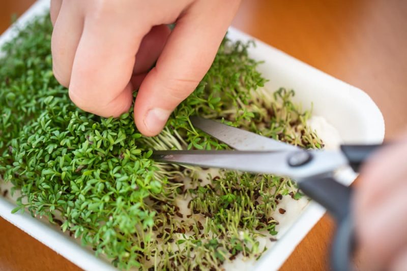 How To Grow Cress - Perfect For Children's Activities Or A Windowsill ...