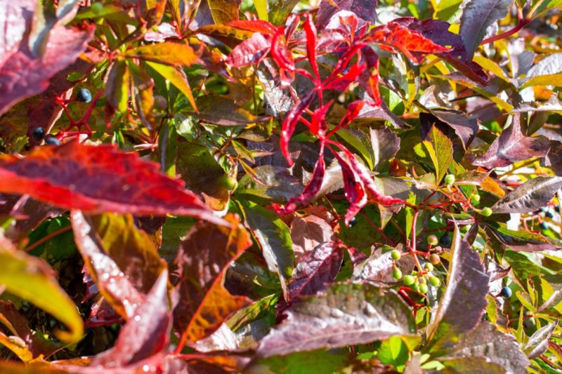 Growing Virginia Creeper: Beware, This Non-Native Species Can Be Very ...