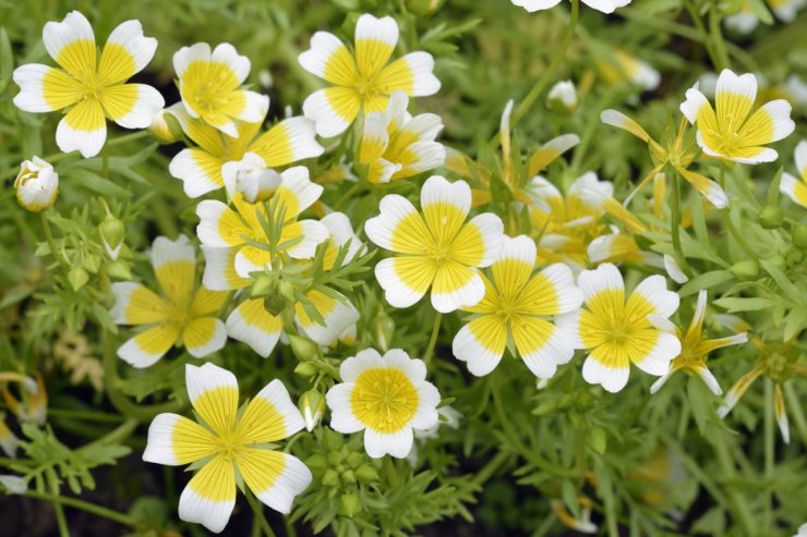 18 Fantastic Flowers To Plant In June | Horticulture.co.uk