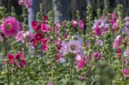45 Plants That Flower In May | Horticulture.co.uk