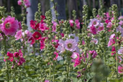 45 Plants That Flower In May | Horticulture.co.uk