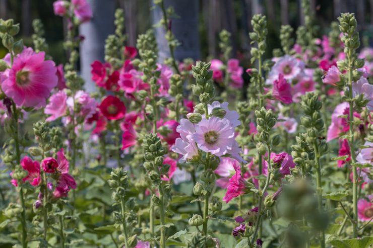 These 45 Plants Flower In May - Here's What Flo Headlam's Growing In ...