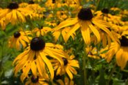 40 Plants With Daisy-Like Flowers | Horticulture.co.uk