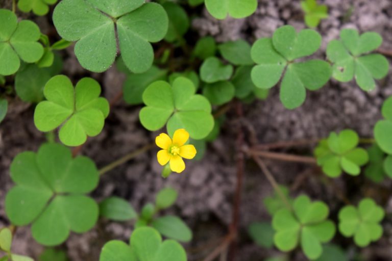 25 Plants With Heart-Shaped Leaves | Horticulture.co.uk