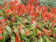 These Plants With Red Stems Make For A Captivating Garden Design ...