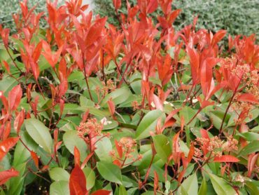 20 Captivating Plants With Red Stems | Horticulture.co.uk