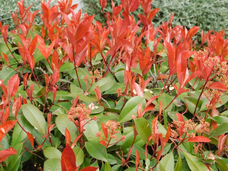 20 Captivating Plants With Red Stems | Horticulture.co.uk