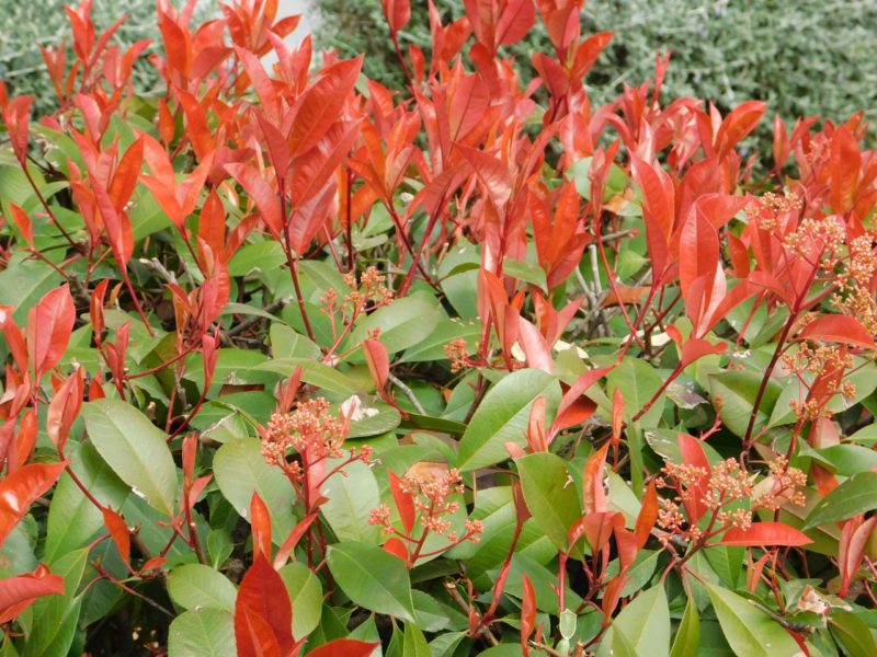 These Plants With Red Stems Make For A Captivating Garden Design ...
