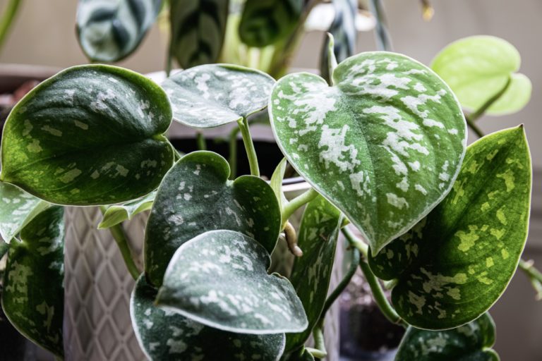Mollie Brown Chooses 10 Plants With Spotted Leaves You Simply Have To ...