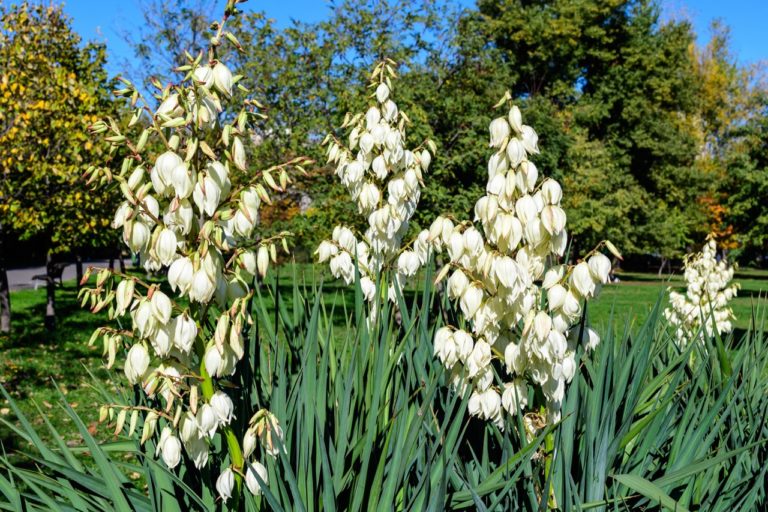 8 Yucca Varieties - Tender & Hardy | Horticulture.co.uk