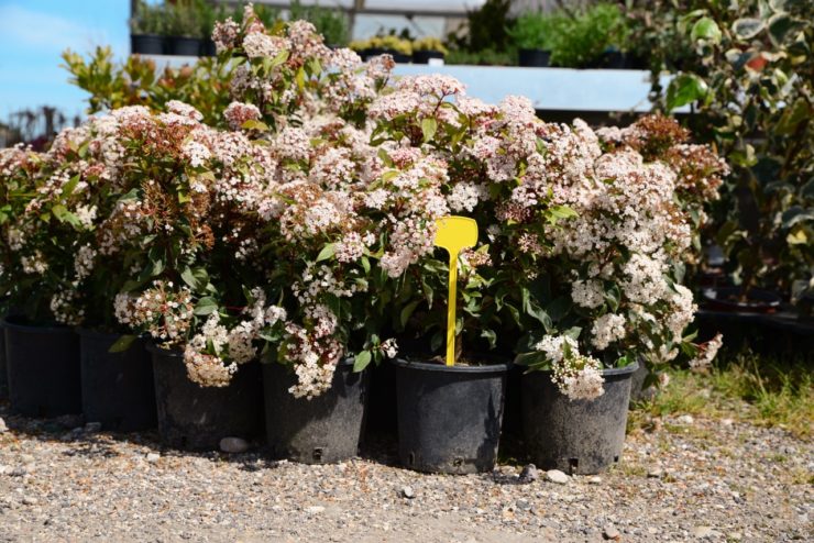 How To Grow Laurustinus Shrubs With Advice From Viburnum Expert Gary ...