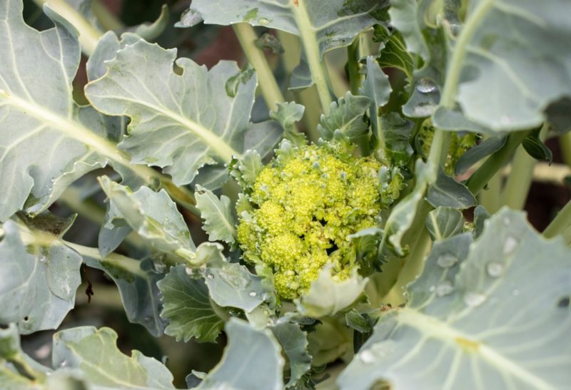 5 Common Broccoli Growing Problems | Horticulture.co.uk