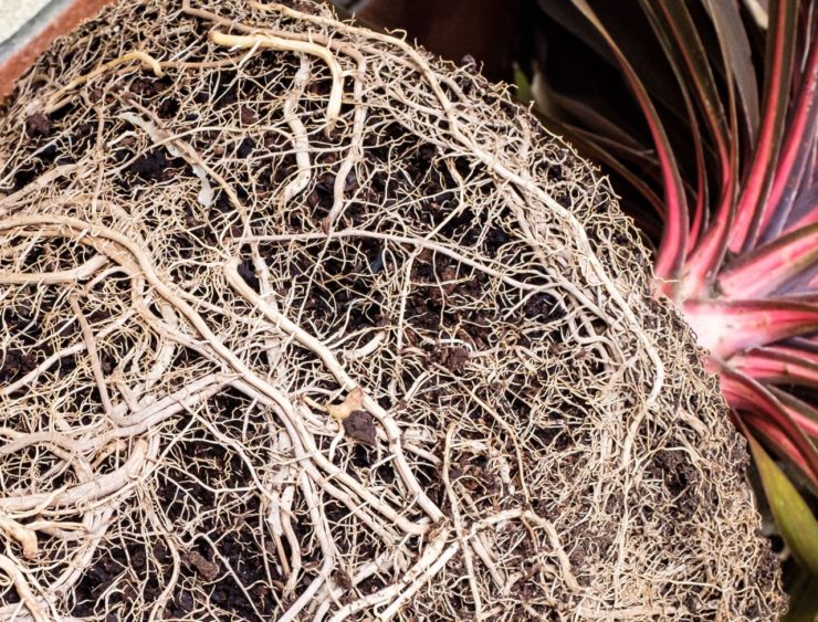 Cordyline Can Be Injured By Frost, Damp Or Wet: Revive Yours With These ...