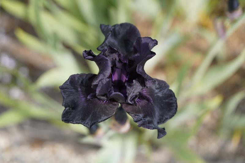 Gothic Gardens: 30 Plants With Black Flowers Or Foliage For An Unusual ...