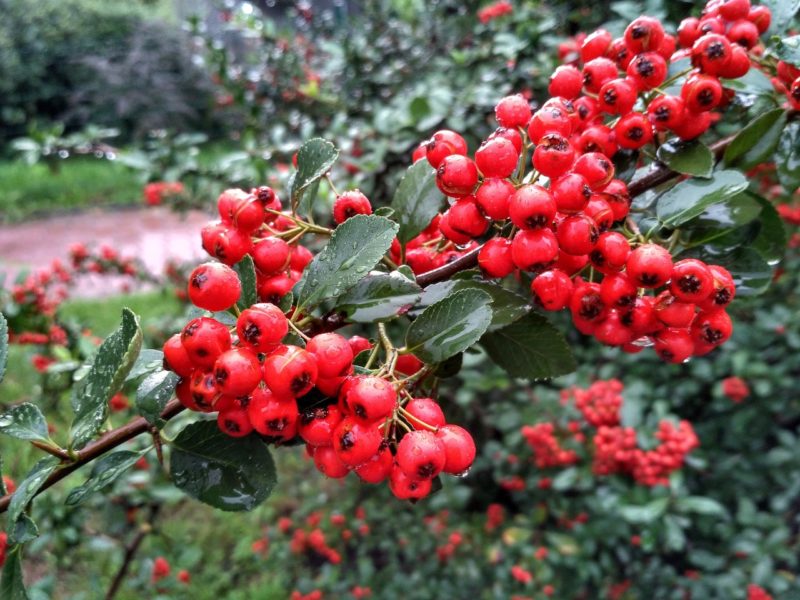 This Is The Simple Process Gardeners Advise When Planting Pyracantha In ...