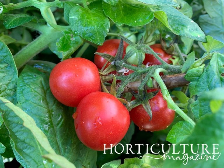 You Can’t Go Far Wrong With Moneymaker Tomatoes - How To Grow And Care ...