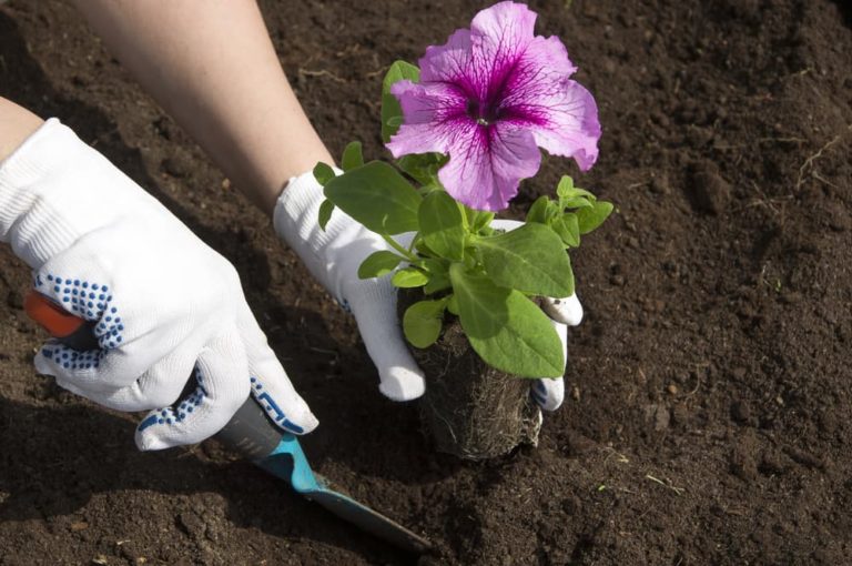 You Can't Fail To Notice Petunias - Here’s How To Grow Them And Some ...