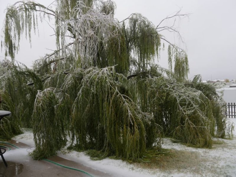 Grow Weeping Willow Trees For Their Ornamental And Practical Value ...