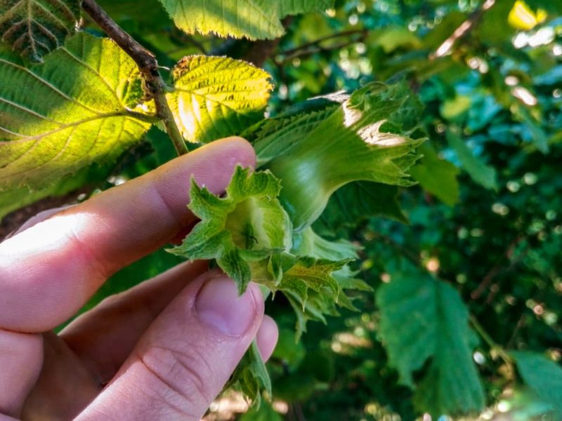 Growing Hazelnut Tree - 'If I Could Recommend Just One Native Tree ...