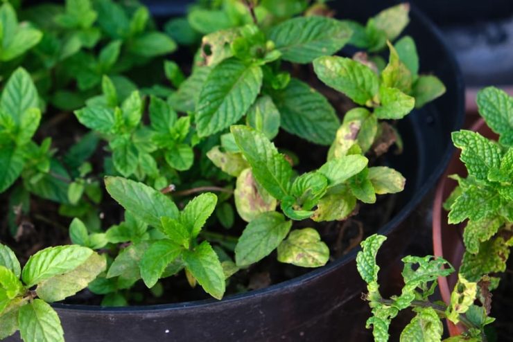 How To Grow Nepeta (AKA 'Catmint') - Known For Its Intoxicating Effect ...