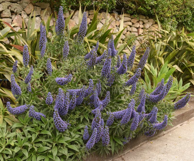 Grow Echium ‘Bugloss’ For Pollinators Says Professor Dave Goulson ...