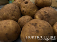 Planting Winter Cropping Potatoes You Can Grow To Enjoy For Christmas ...