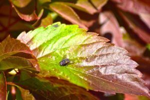 Growing Virginia Creeper: Beware, This Non-Native Species Can Be Very ...