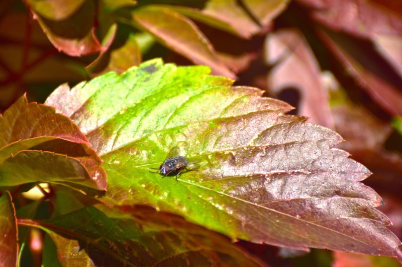 Growing Virginia Creeper: Beware, This Non-Native Species Can Be Very ...