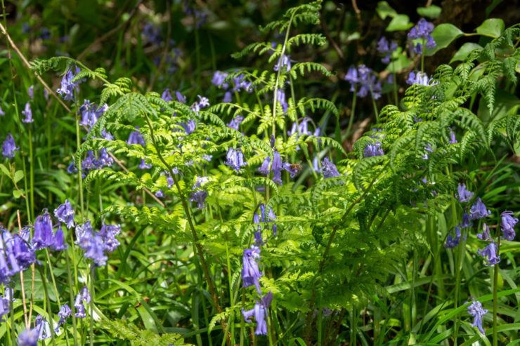 20 Companion Plants To Grow With Ferns | Horticulture.co.uk