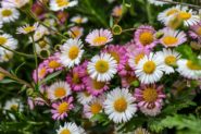 45 Plants That Flower In May | Horticulture.co.uk