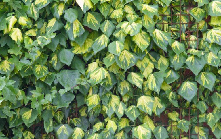 25 Plants With Heart-Shaped Leaves | Horticulture.co.uk